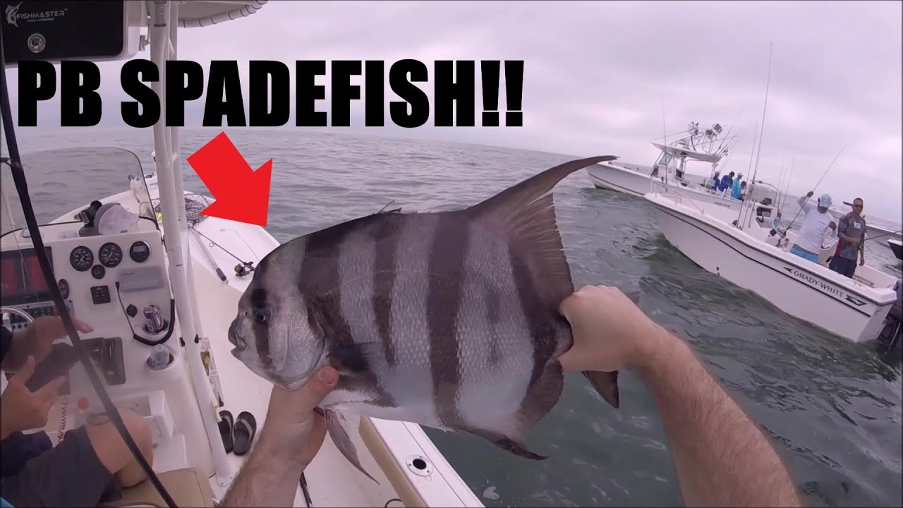 How to Catch BIG SPADEFISH! - YouTube