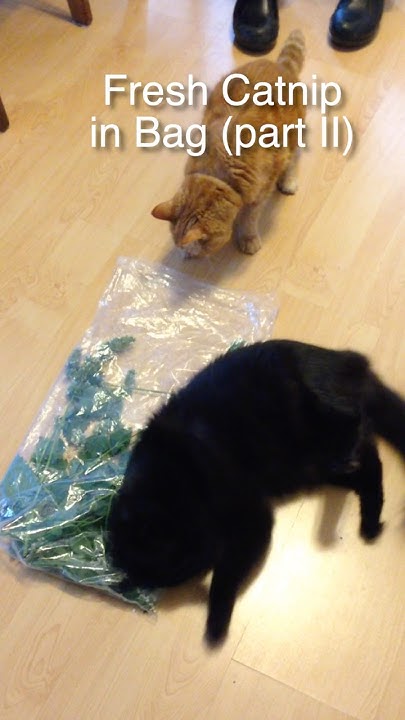 Fresh Catnip (part 2) #shorts #cat - YouTube