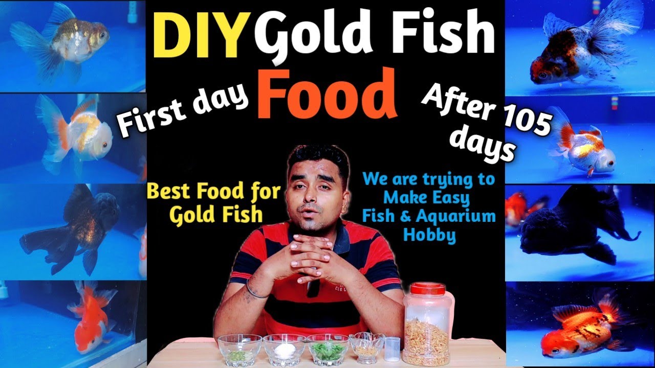 How to Make Gold Fish Food || DIY Gold Fish Food || Best Food for Gold ...