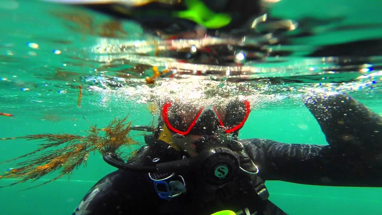 Channel Islands Dive - YouTube