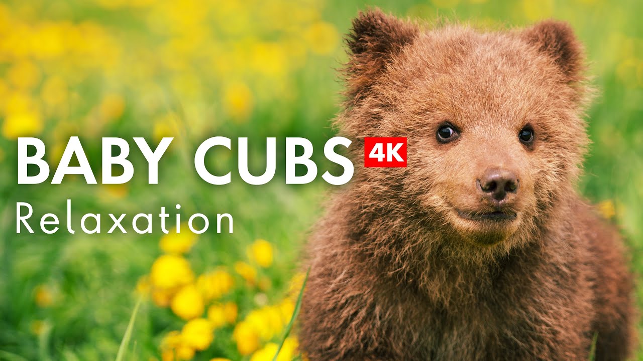 Baby Cubs in 4K, Relaxing Music & Baby Animals - YouTube