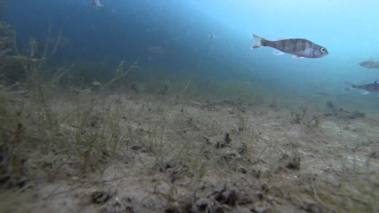 Relaxing winter fish behavior 2016-01-18, 2m under ice. Lampedziai ...