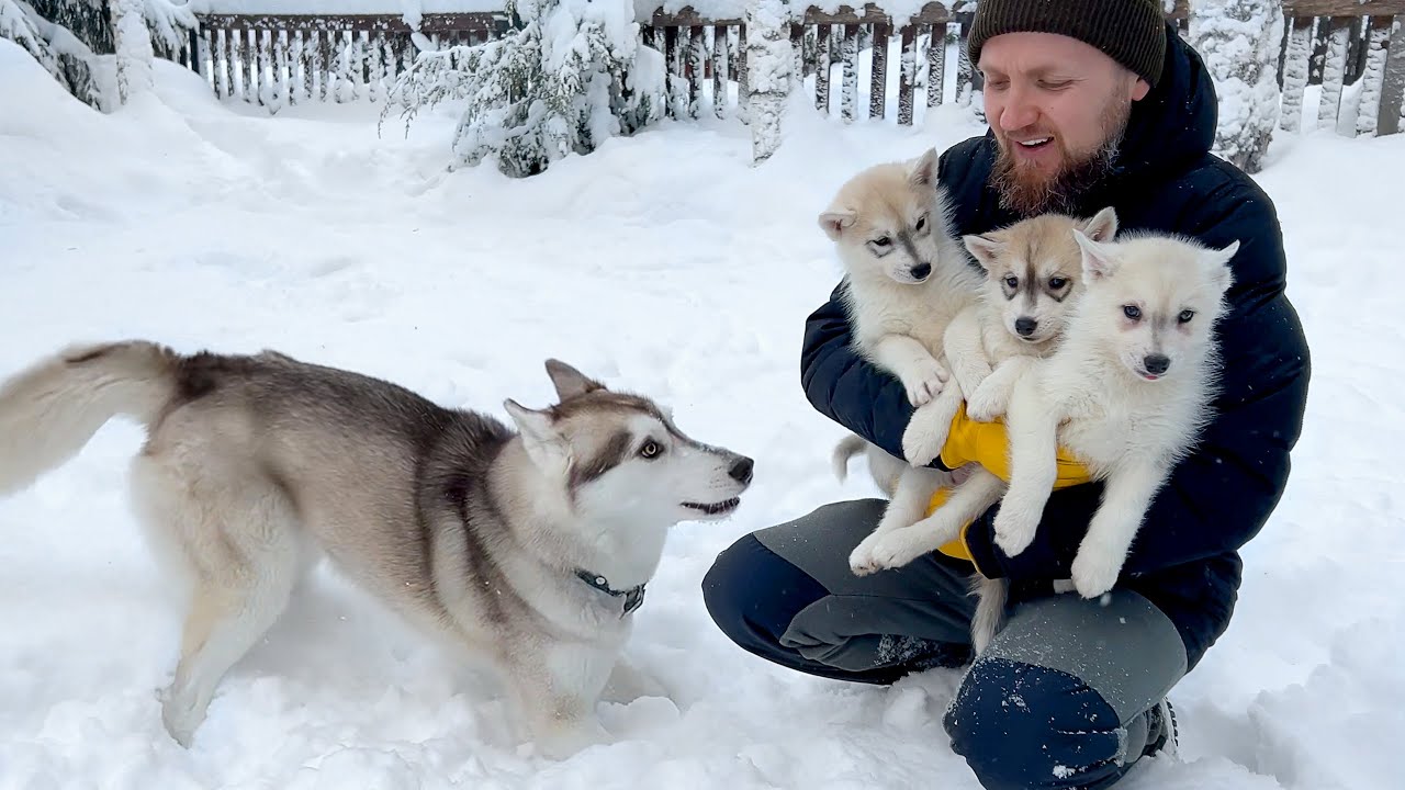 Adult Husky Teaches Tiny Puppies Snow Games! - YouTube
