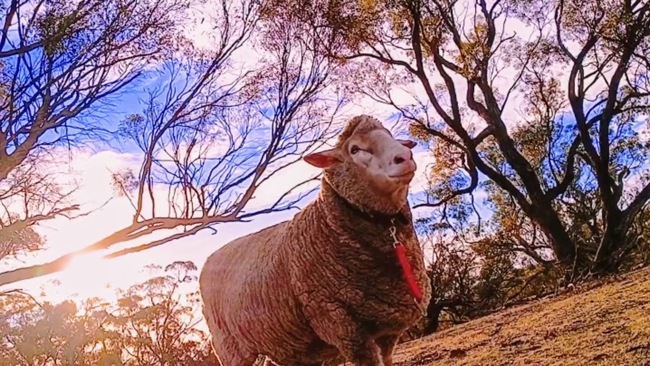 Roaming the countryside with Rambo the sheep 🐑🍀 - YouTube
