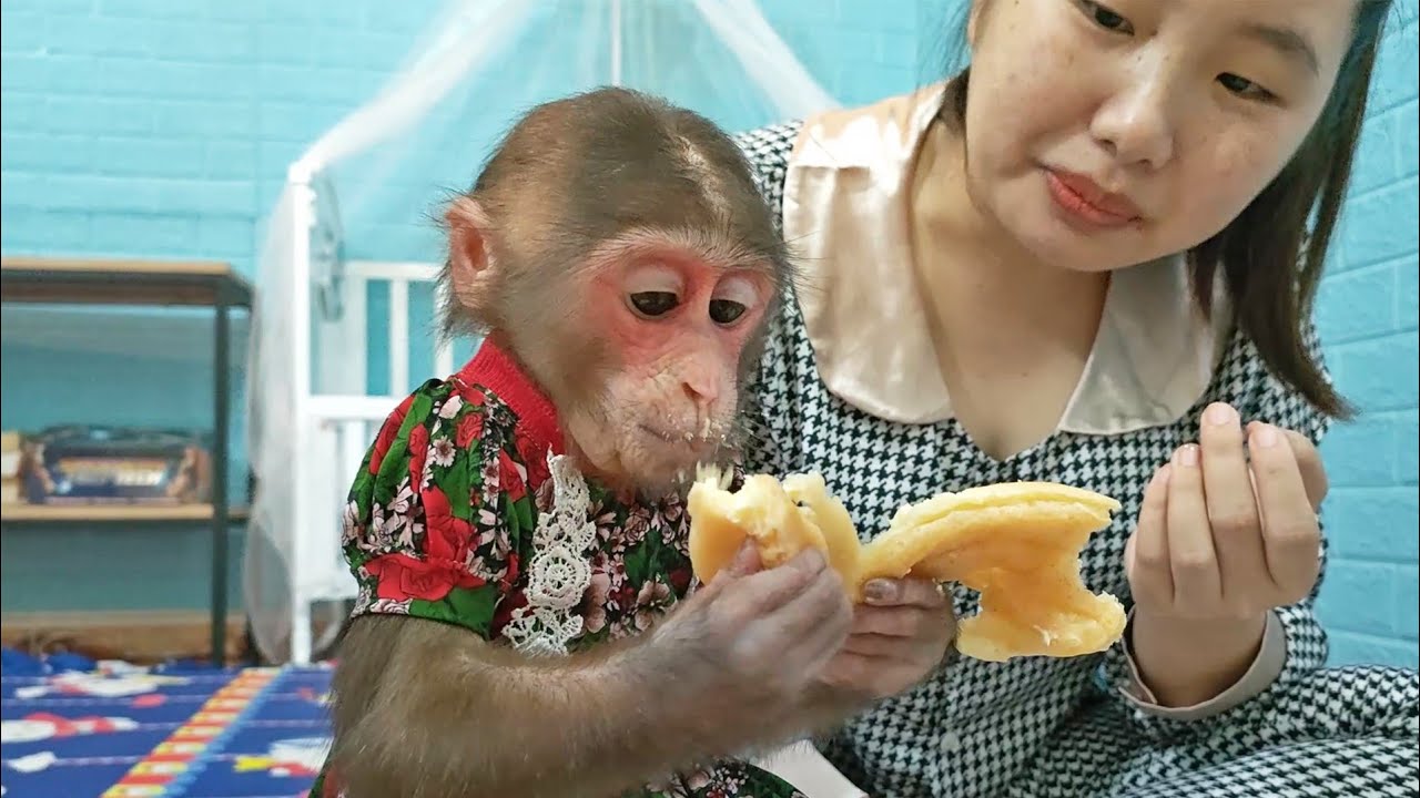 Kobi curious about new baby monkey toy - YouTube