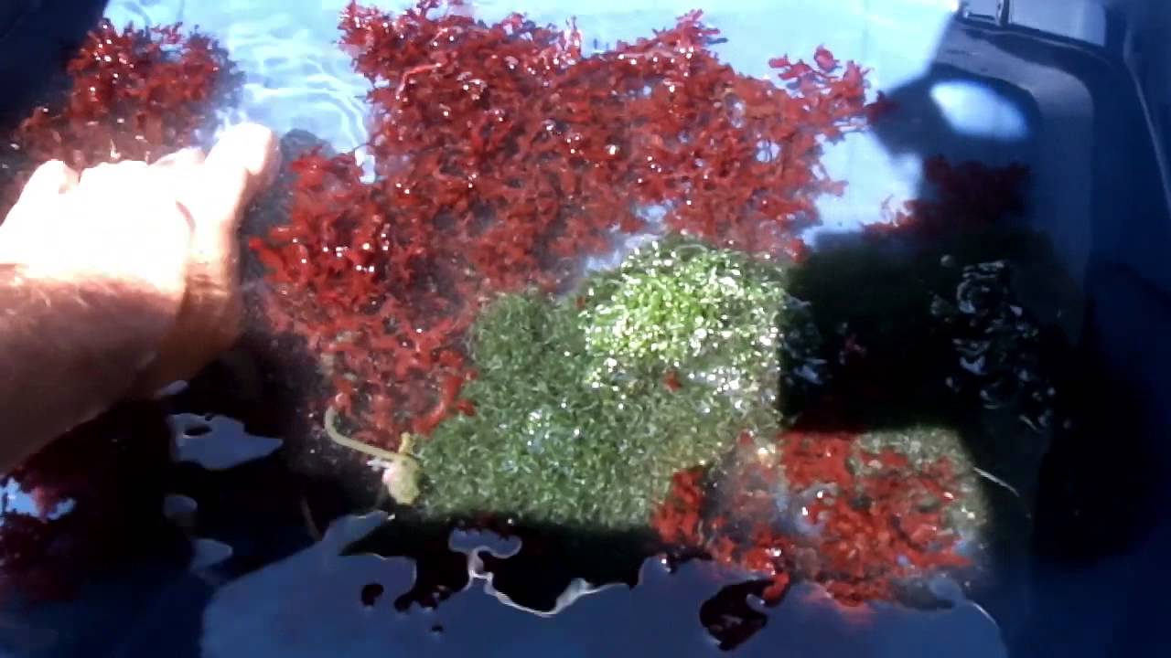 macro algae from sump - YouTube
