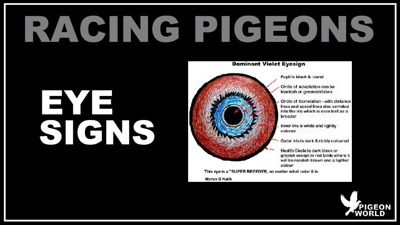 racing pigeon eye signs / different eyes - YouTube