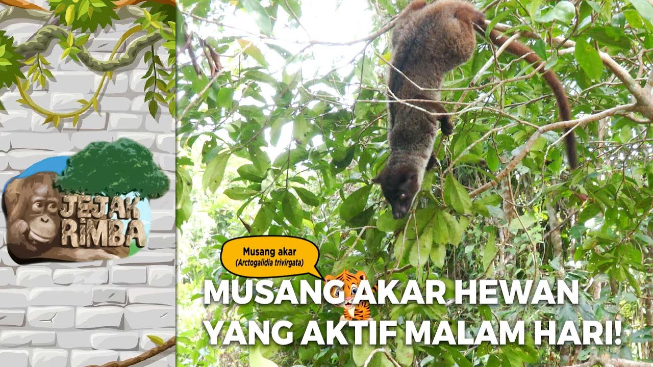 MUSANG AKAR! Hewan Yang Sangat Aktif Saat Dimalam Hari | JEJAK RIMBA (2 ...