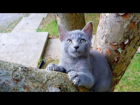 Kola & Razor Partying In A Tree - YouTube