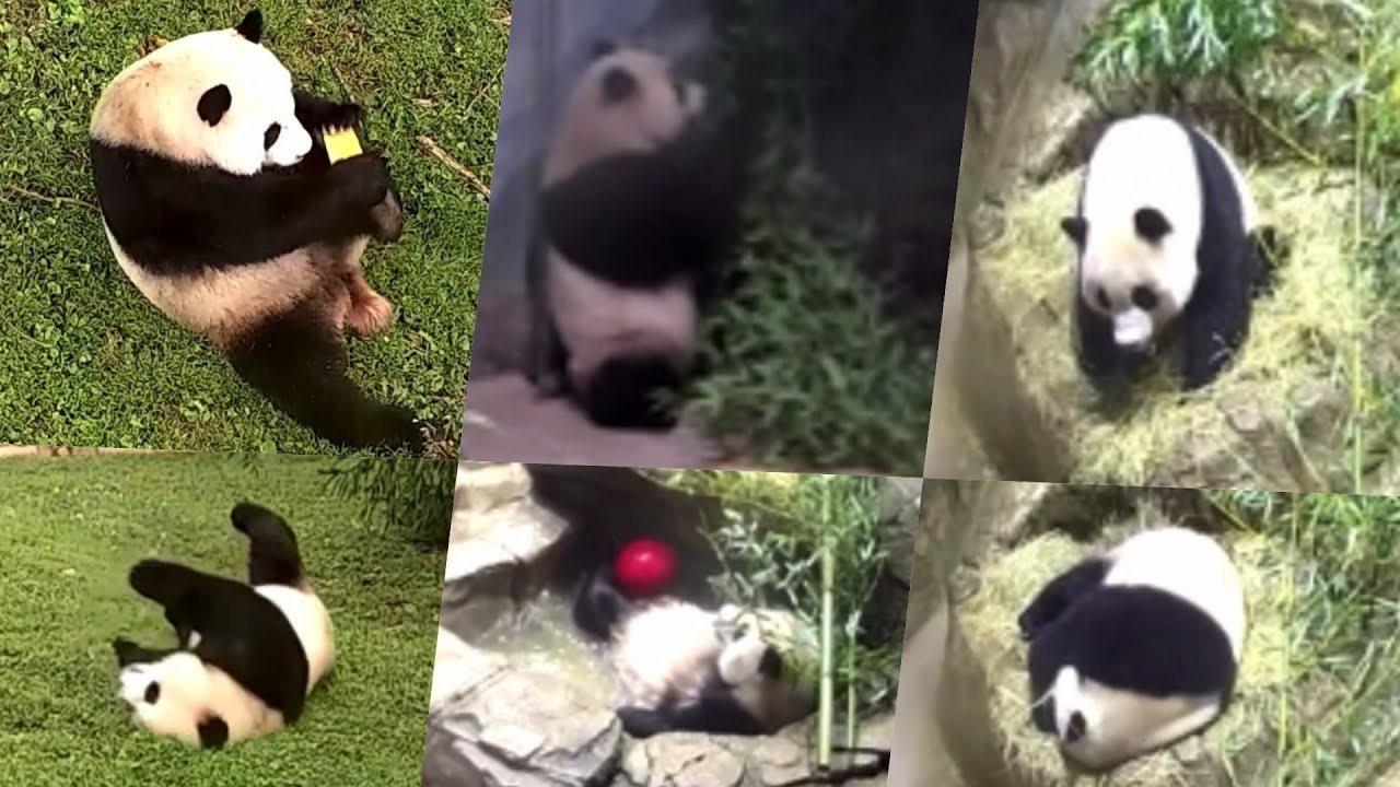 Xiao Qi Ji was very talkative & playful this morning 😜🐼🙃🐾🐾🌳🌳💦🎈🍠🌿🌿🌿💜 9 ...