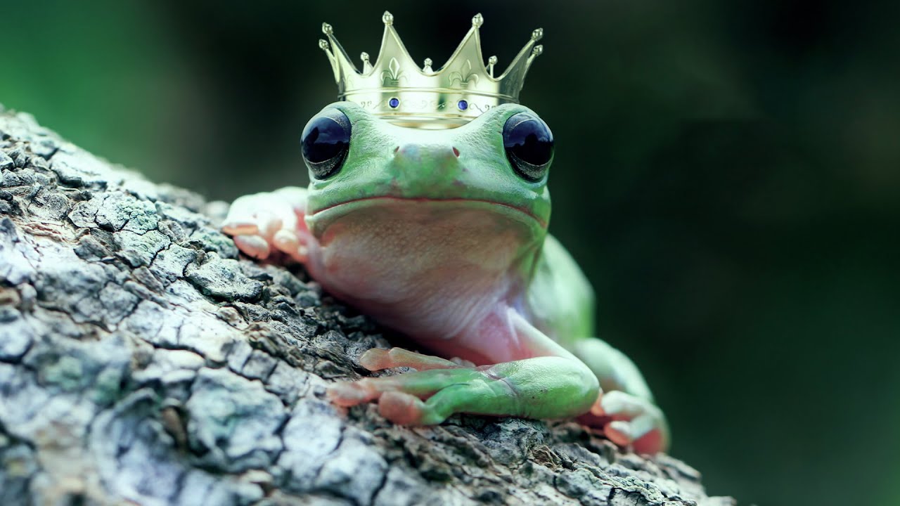 Le Phrog but it's a very sad lofi beat - YouTube