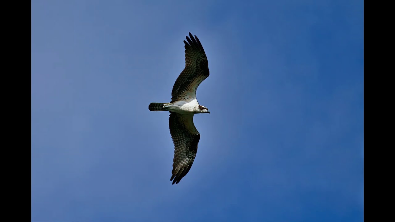 Birds In Flight - Sigma 100-400mm e mount. #Birding #Sigma100400 # ...