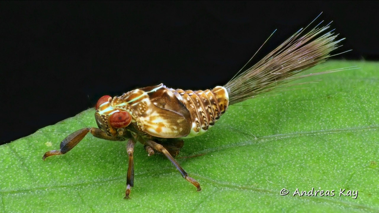 Planthopper nymph with Jet propulsion - YouTube