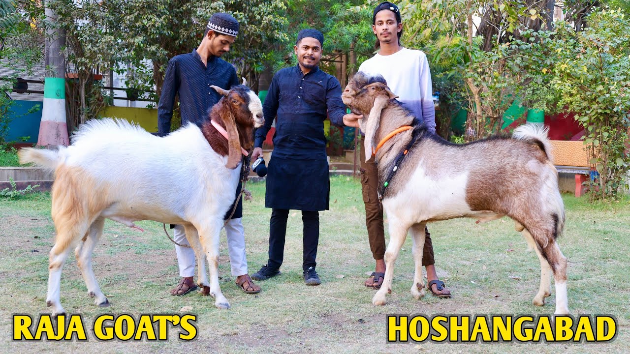 2 Dant Par Bada Bakra At Raja Goat’s Hoshangabad - YouTube