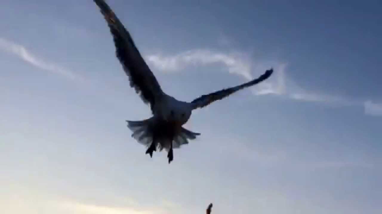 Ferry bird - YouTube