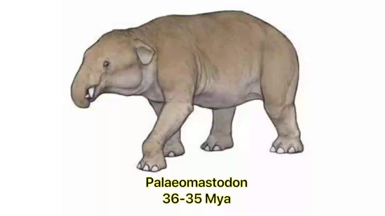 Phosphatherium Size