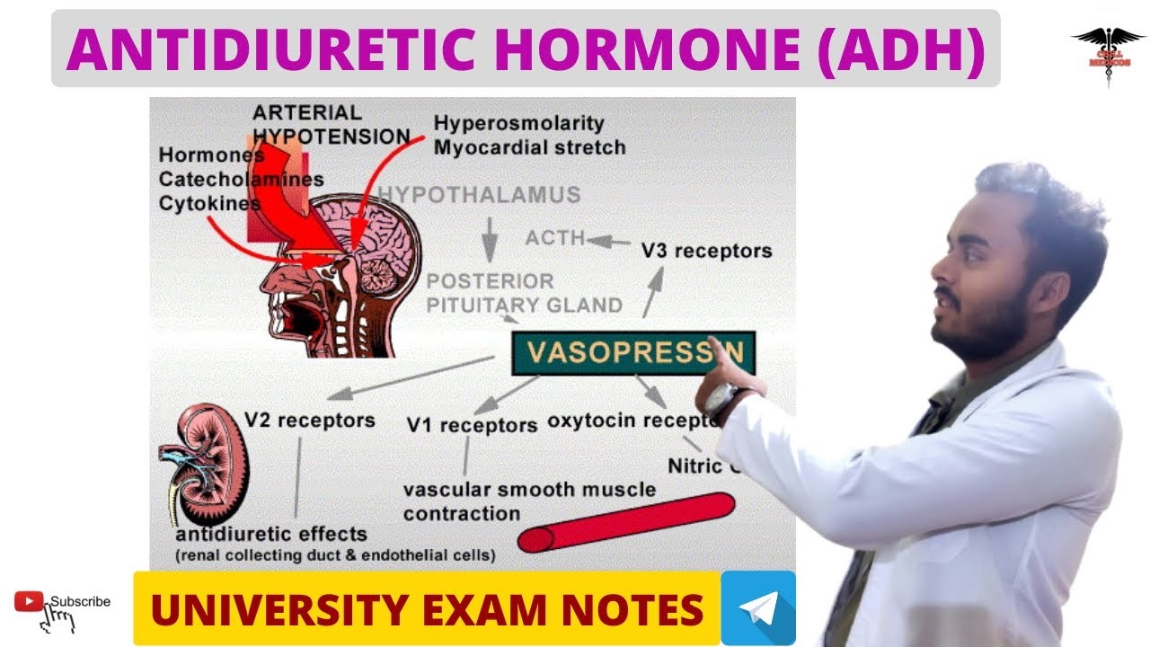 Antidiuretic Hormone (ADH) || Endocrine Physiology - YouTube