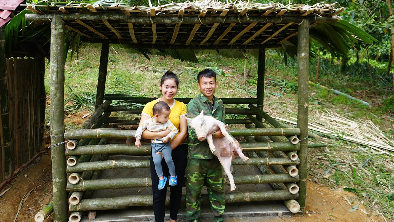 Build pig house with bamboo and concrete floor, Buy 2 pigs to raise ...