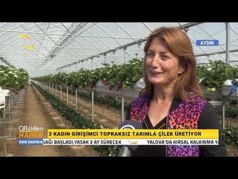 3 kadın girişimci topraksız tarımla çilek üretiyor