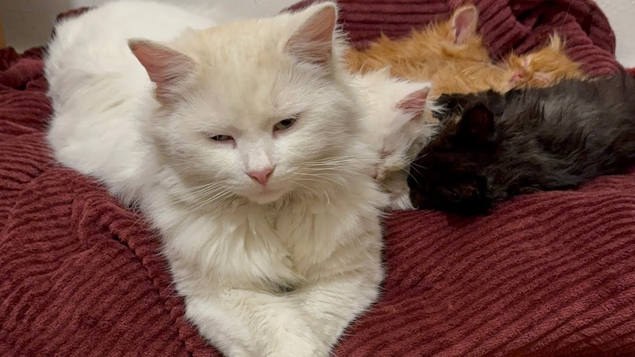 FATHER CAT AND HIS KITTENS !! - YouTube