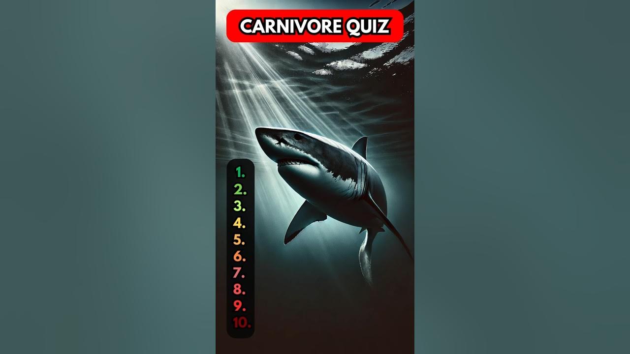 Can You Score 10/10 on this Carnivore Quiz? Find Out! - YouTube
