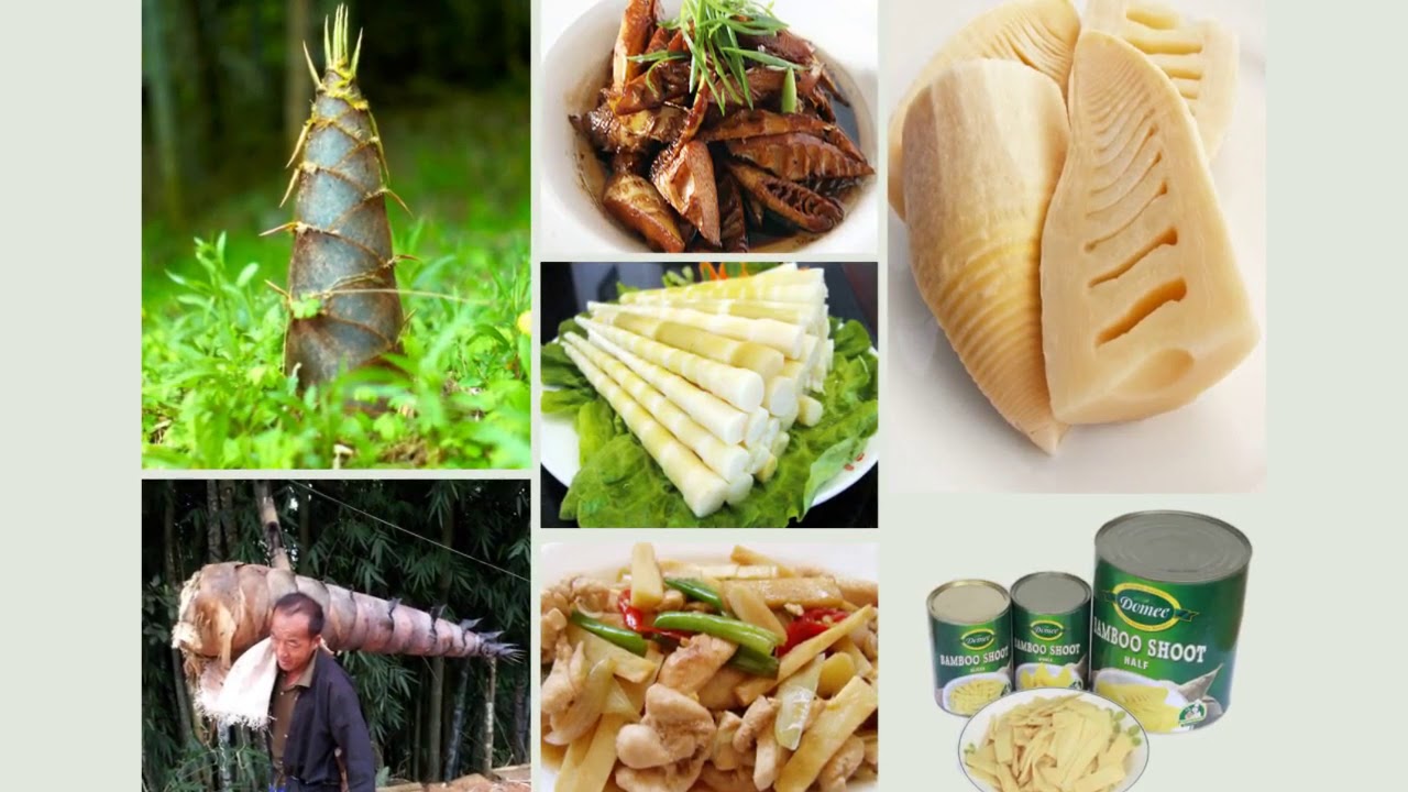 Bamboo A Multi purpose Biomass Plant of Choice - YouTube