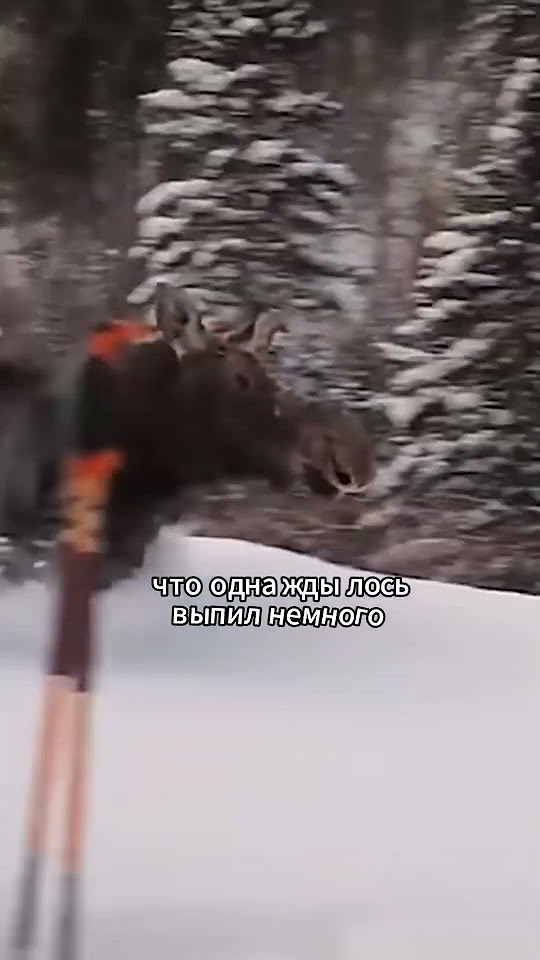Пьяный лось 🫎 #интересныефакты #факты - YouTube