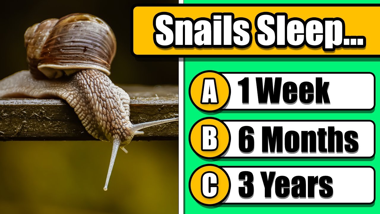 General Knowledge Quiz - Weird Questions 😳 | 35 Quirky Facts Challenge ...