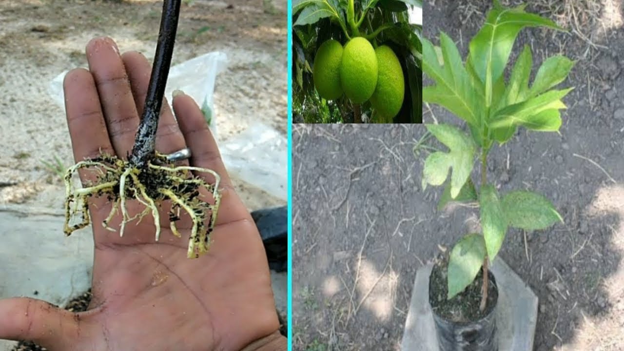 Pembuktian bongkar akar hasil stek pohon sukun - YouTube