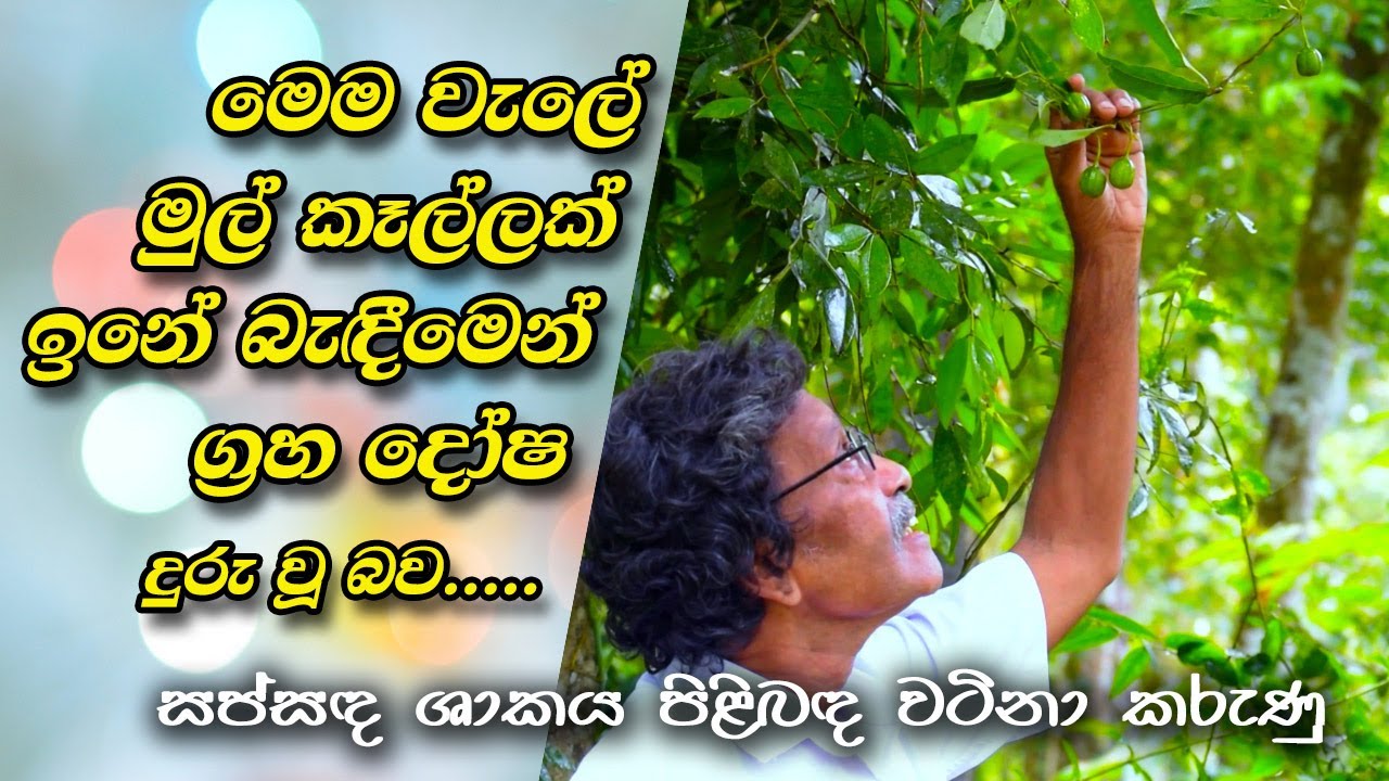 මෙම වැලේ මුල් කෑල්ලක් ඉනේ බැඳීමෙන්.... | Sapsanda | India Birthwort ...