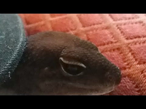 Lizard Time !?!??!! - YouTube