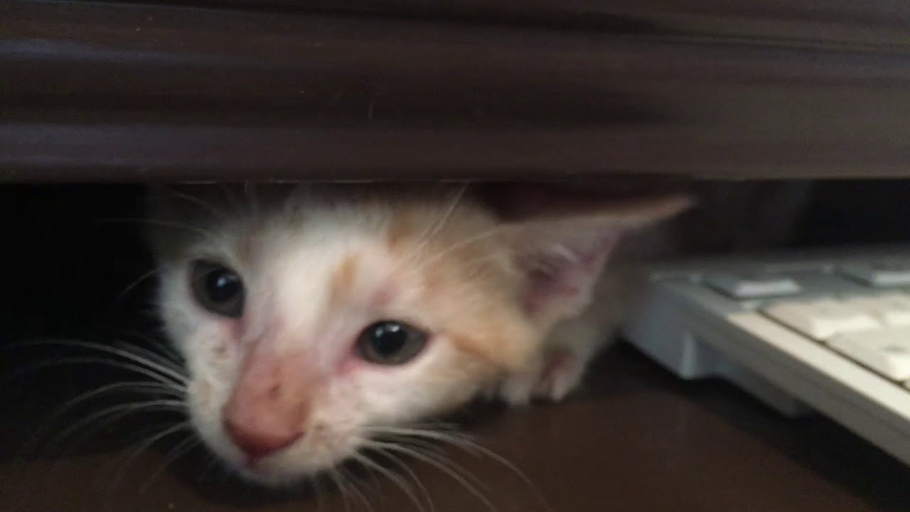 Keyboard kitty WFH Fail!! - YouTube