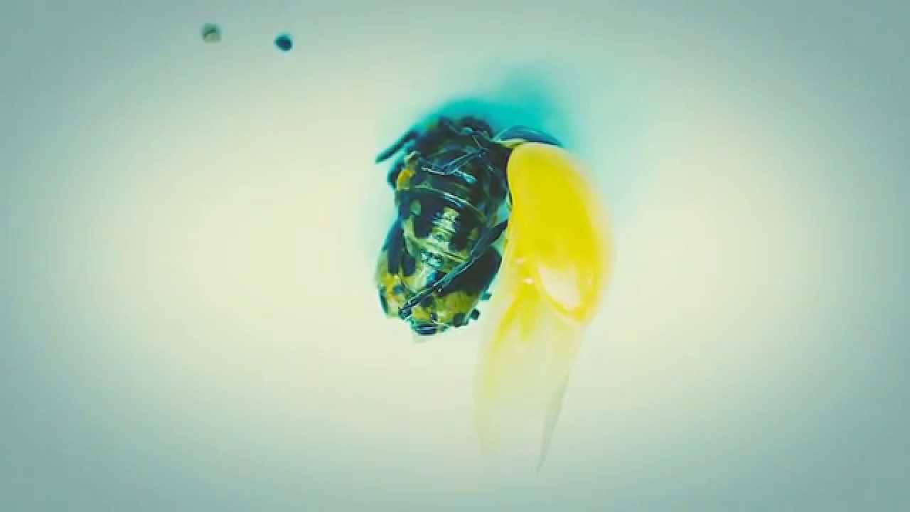 Lady Bug Hatching - YouTube