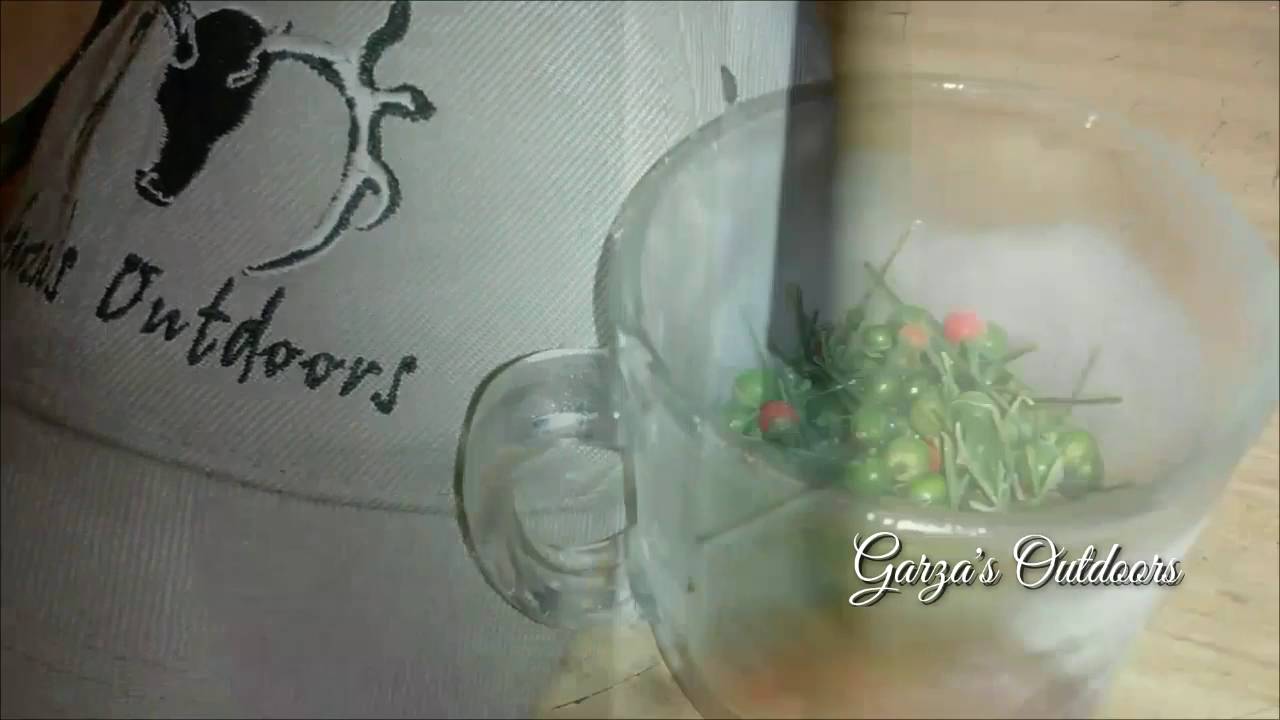 Chile piquin o quipin conservar en frió #wildlife - YouTube