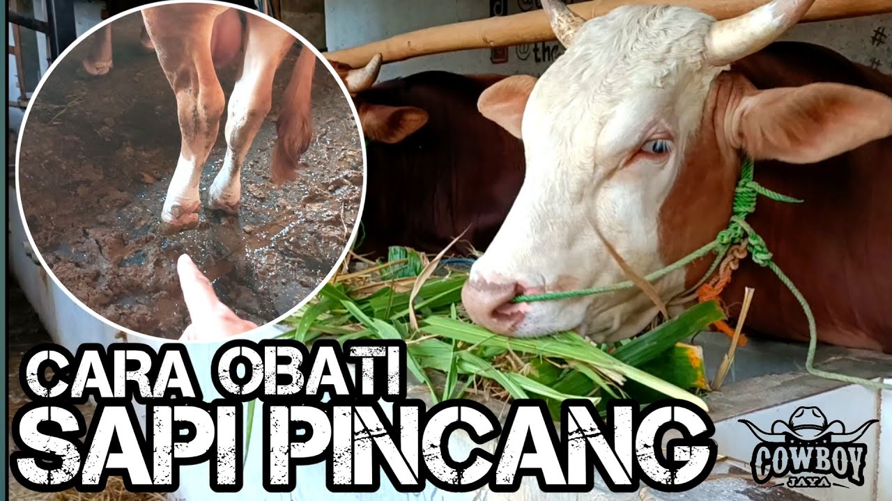 CARA OBATI SAPI PINCANG / Laminitis - YouTube