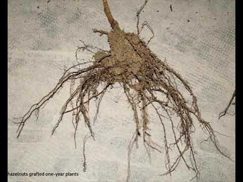 radical grafeted hazelnuts - radicamento nocciole innestate - YouTube