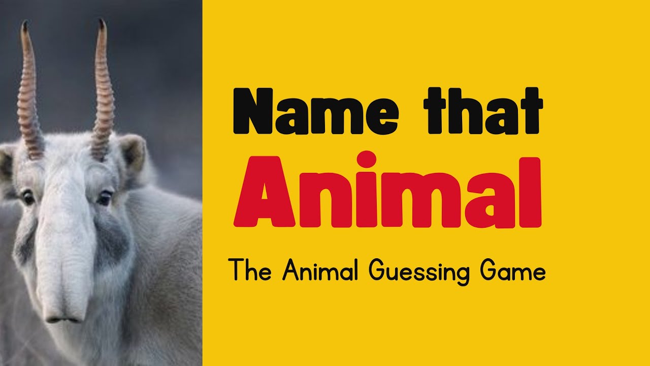 Guess 60 Animals in 6 Seconds (Animal Quiz) - Easy to impossible - YouTube