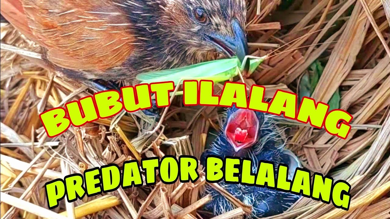 BURUNG BUBUT ILALANG SANG PENGUASA SAVANA - YouTube