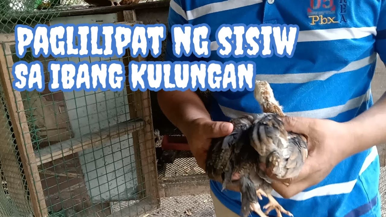 PAGLILIPAT NG SISIW SA IBANG KULUNGAN NG MANOK DAPAT BA NATIN GAWIN SA ...
