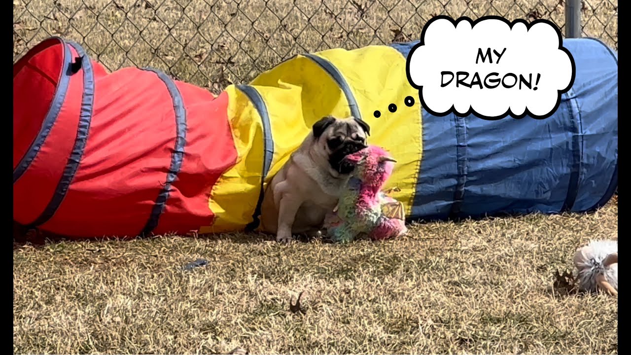 Pug loves his Dragon Toy - YouTube