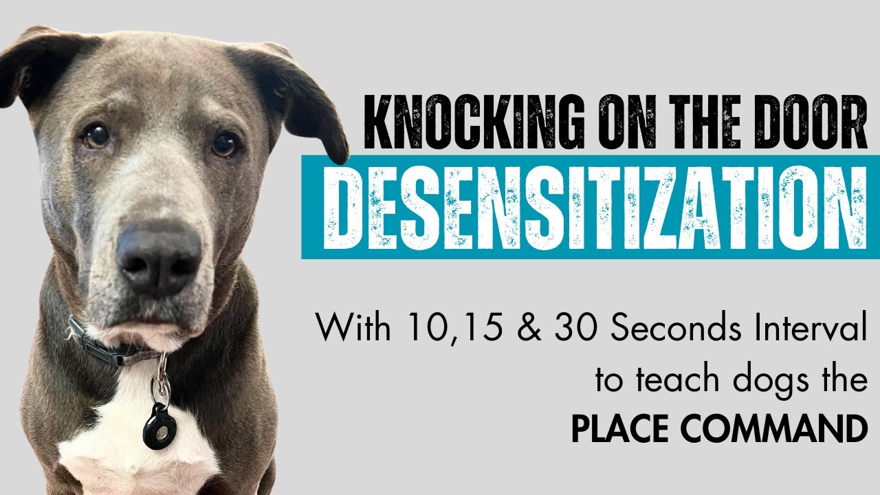 Knocking on the door with 10,15&30 Seconds Interval| Dog Training and Desensitization - YouTube