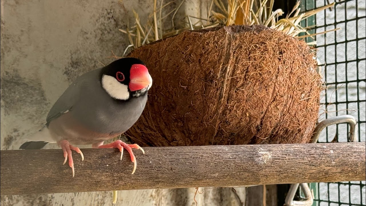 Java sparrow - YouTube
