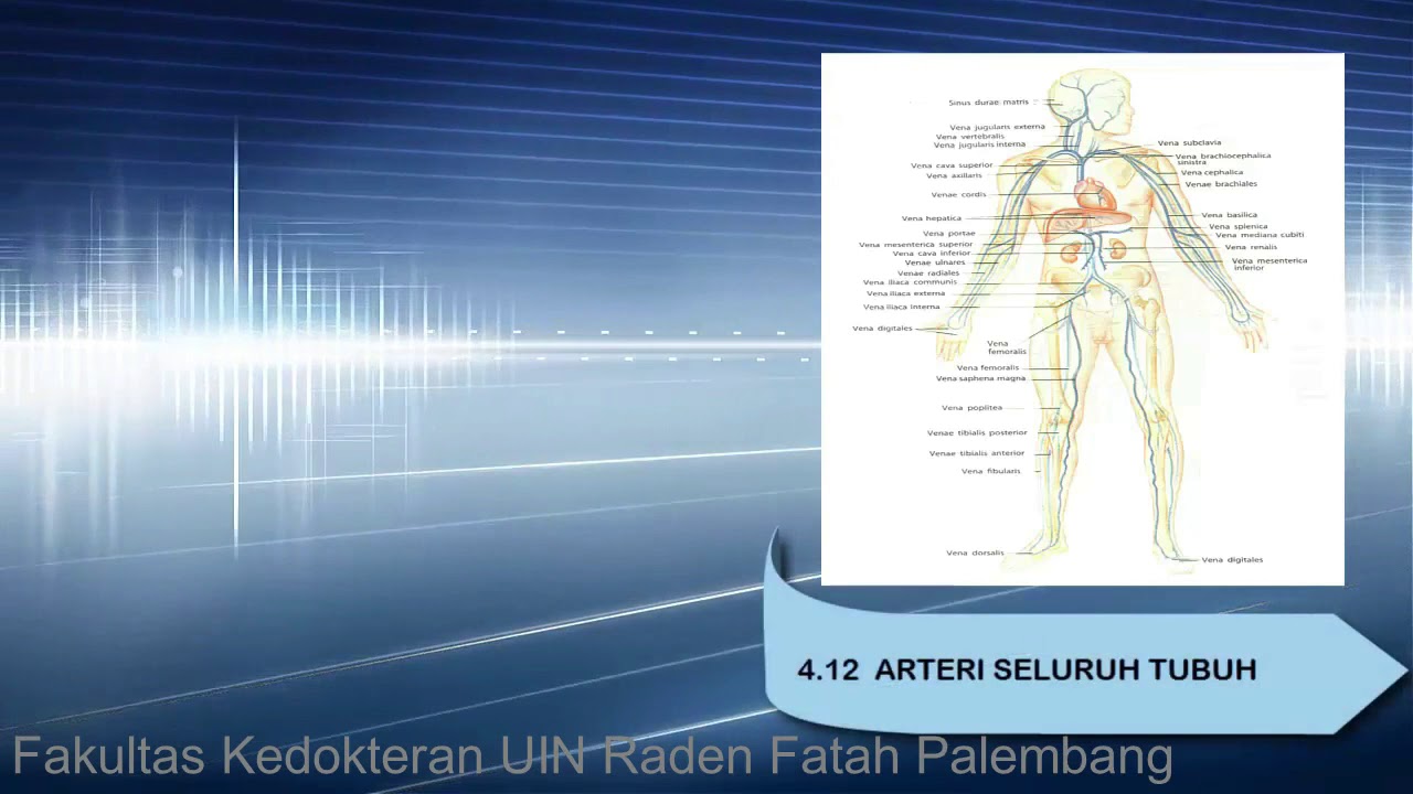 ATLAS ANATOMI SISTEM KARDIOVASKULAR - YouTube