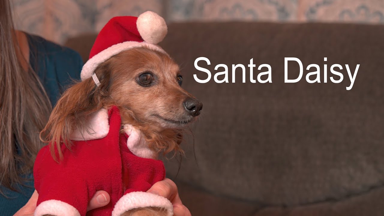 Santa Daisy, a short film of a short dog - YouTube
