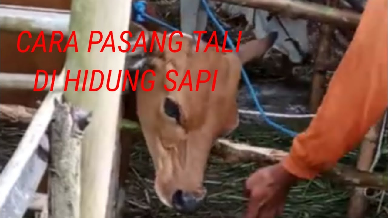 Cara Pasang tali di hidung sapi - YouTube