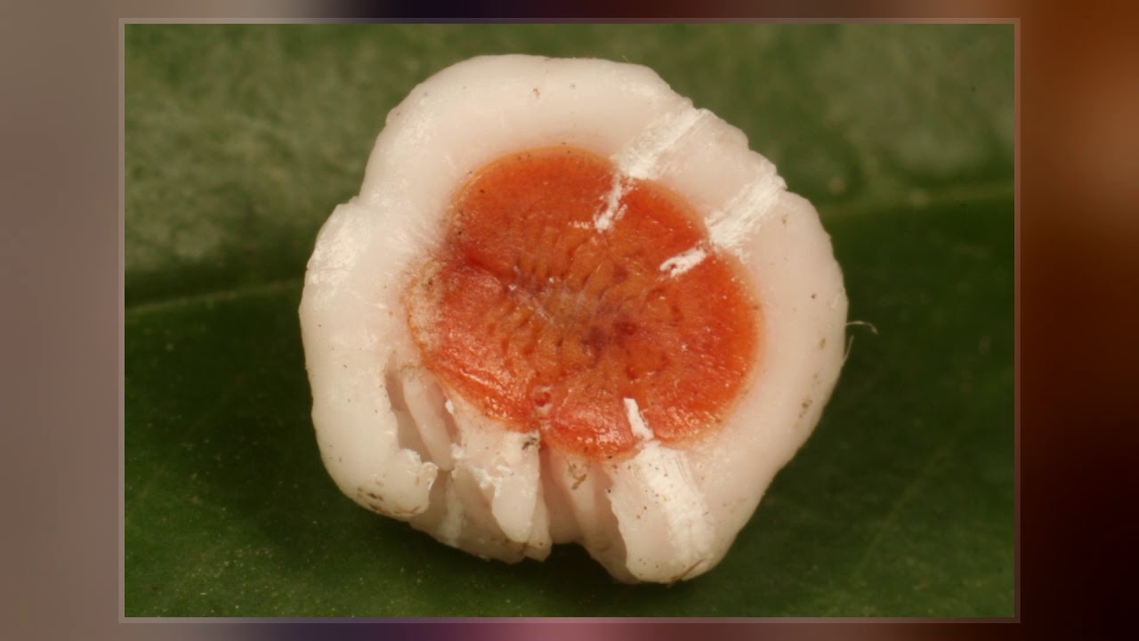 Ceroplastes Ceriferus - YouTube