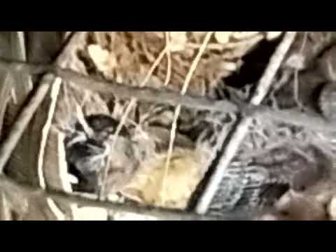 MOTHER FINCH FEEDING HER BABY AND PROTECTING - YouTube