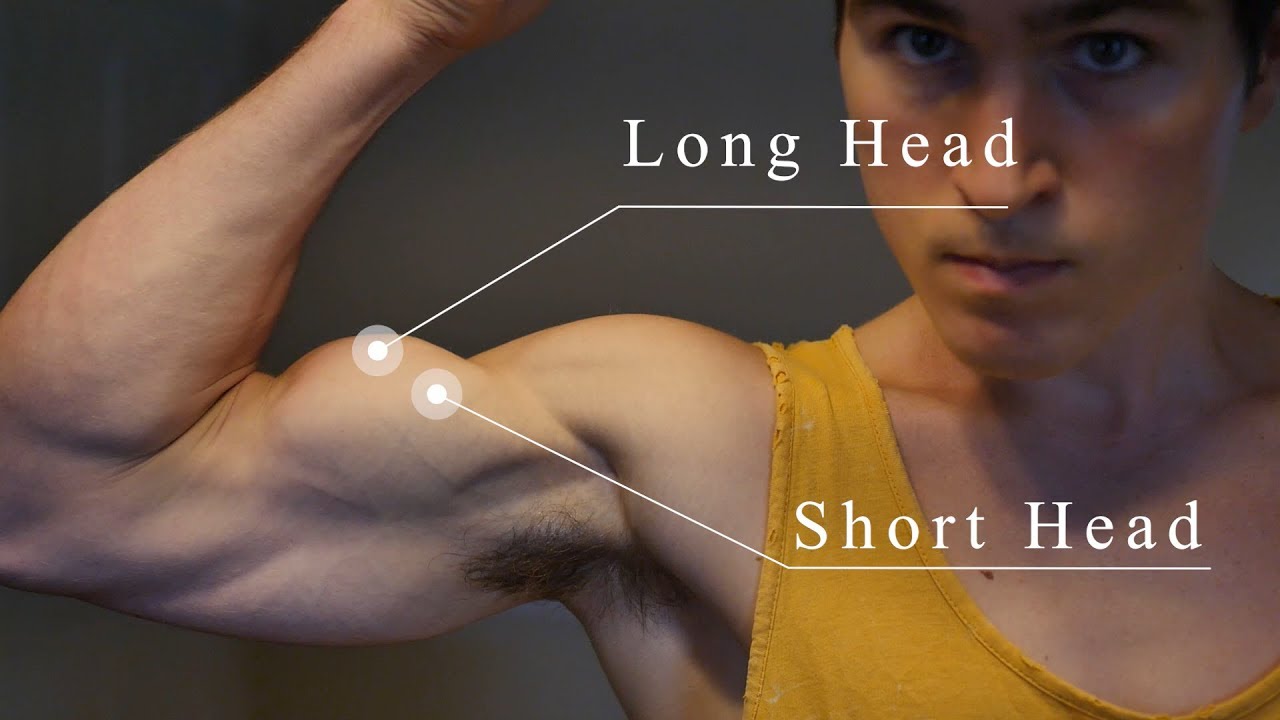 Human Biceps Anatomy 101 - YouTube