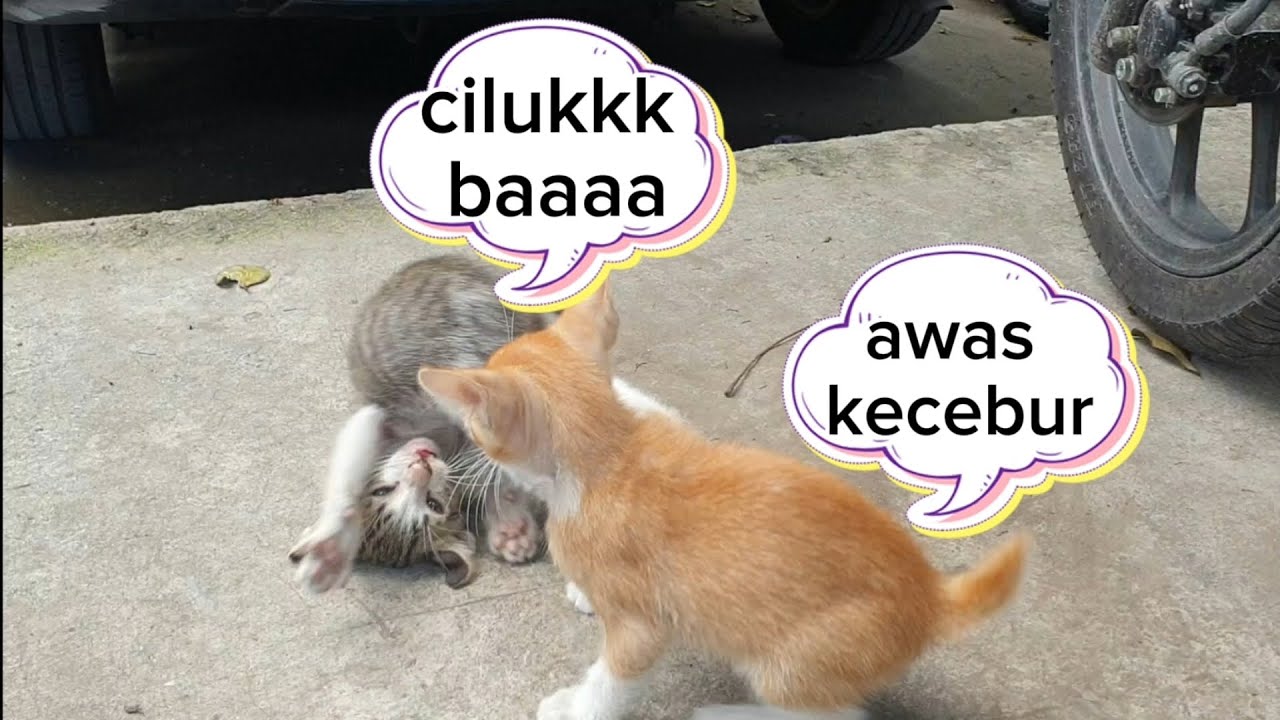 ANAK KUCING LUCU BERCANDA SAMPAI KECEBUR - YouTube