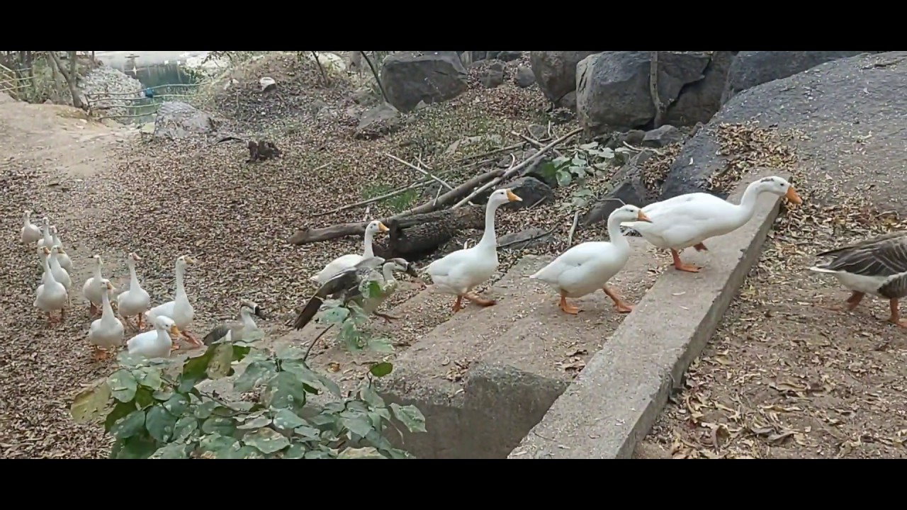 Raj Hans | Duck | Beautiful Ducks | Bids Gallery - YouTube